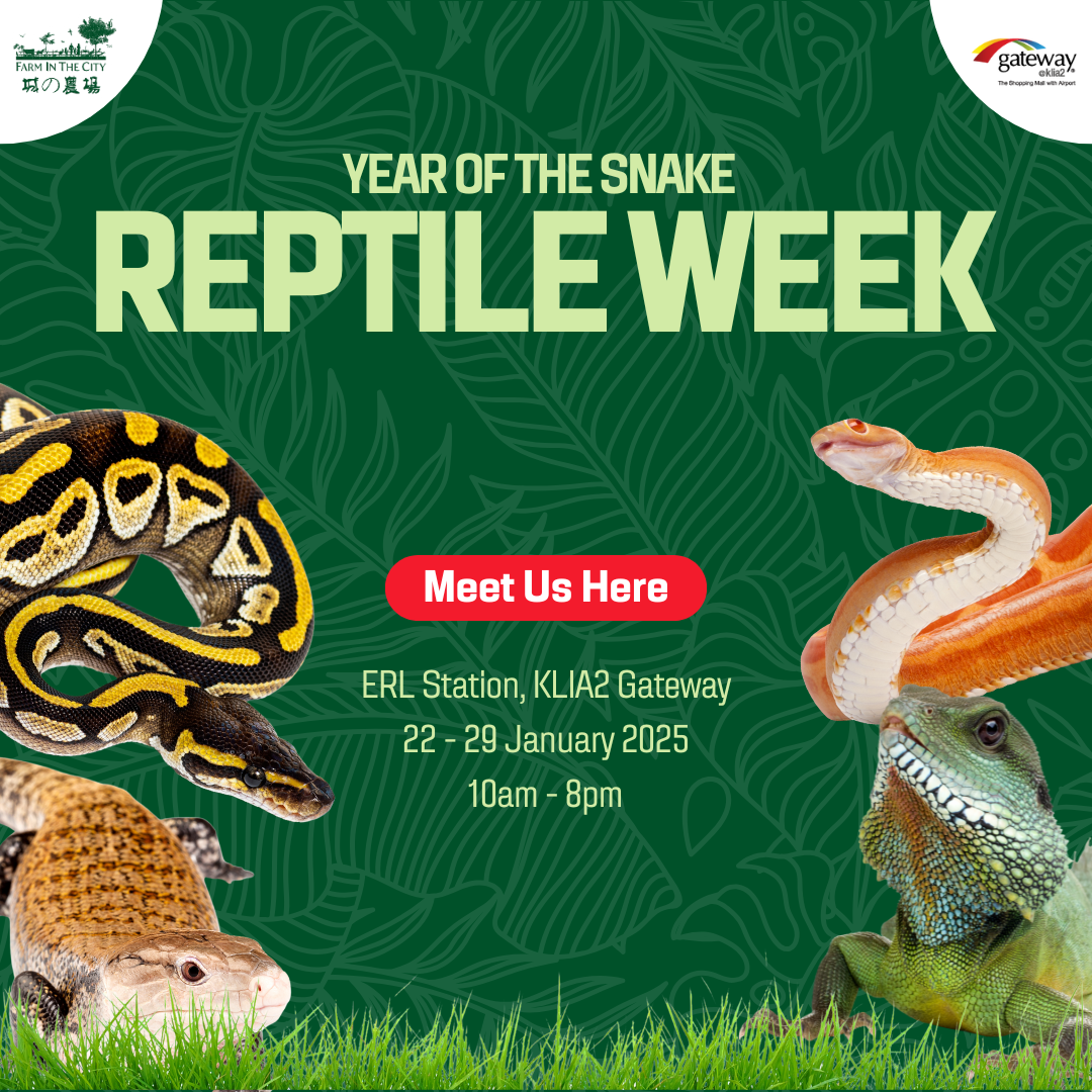 🌟 Reptile Week Takes Over the Airport! [22-29 Jan 2025 | KLIA2 Gateway ...